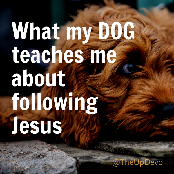 What my dog teaches me about following Jesus | The Up Devotional