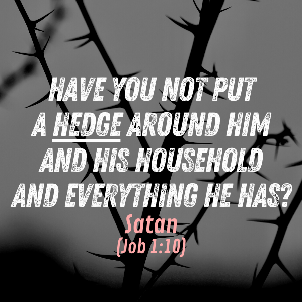 The hedge of protection | The Up Devotional